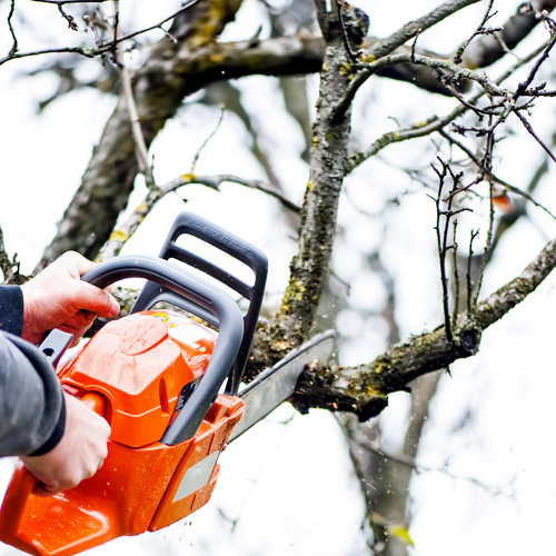 Tree Trimming Houston TX - Experts in Tree Trimming in Houston TX