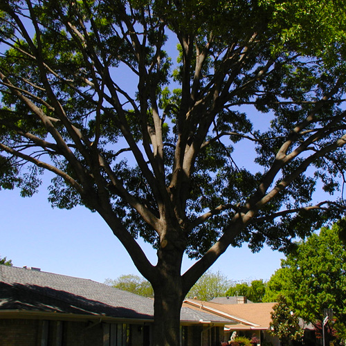Tree Trimming Houston TX - Experts in Tree Trimming in Houston TX