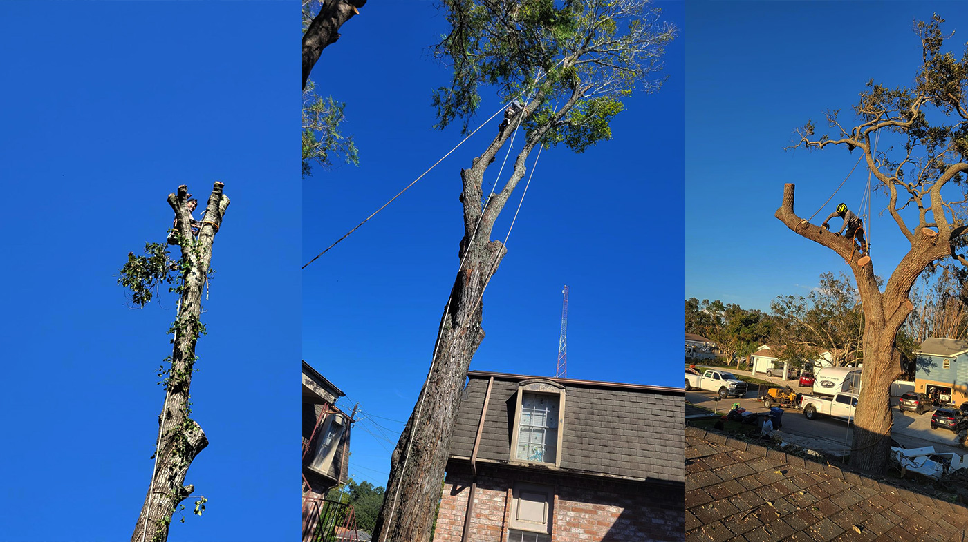 Tree Removal Houston TX - Trimming, Pruning, Lot Clear | Gomez Tree